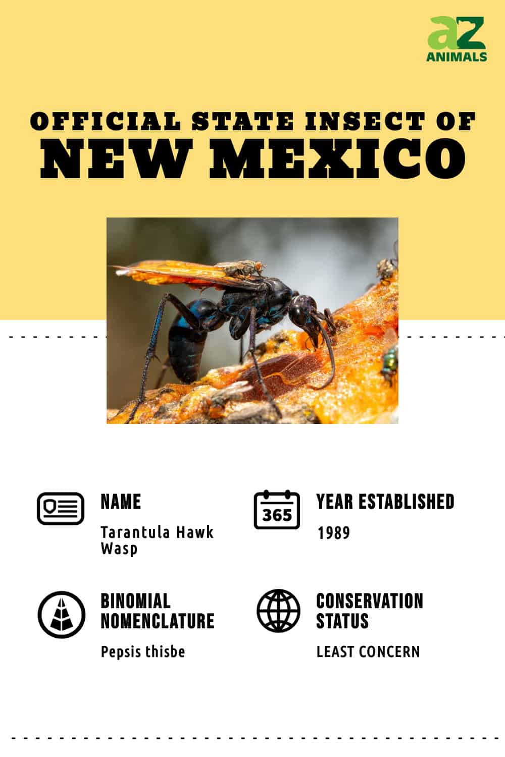 Discover the Official New Mexico State Insect - A-Z Animals