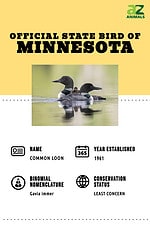 Discover the Official State Bird of Minnesota - A-Z Animals