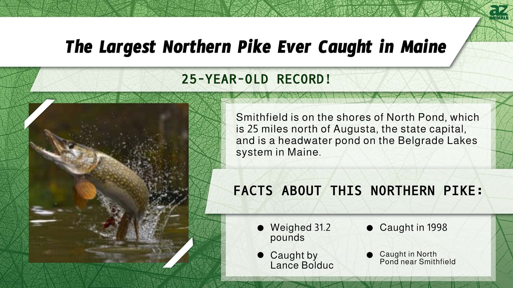 The Largest Northern Pike Ever Caught in Maine - A-Z Animals