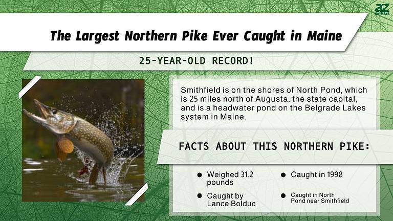 The Largest Northern Pike Ever Caught in Maine - A-Z Animals