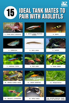 15 Ideal Tank Mates to Pair with Axolotls - A-Z Animals