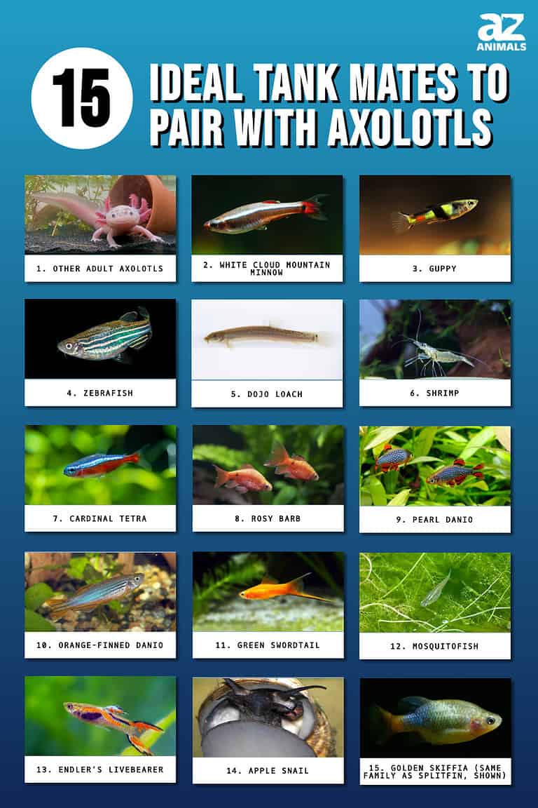 15 Ideal Tank Mates to Pair with Axolotls - A-Z Animals