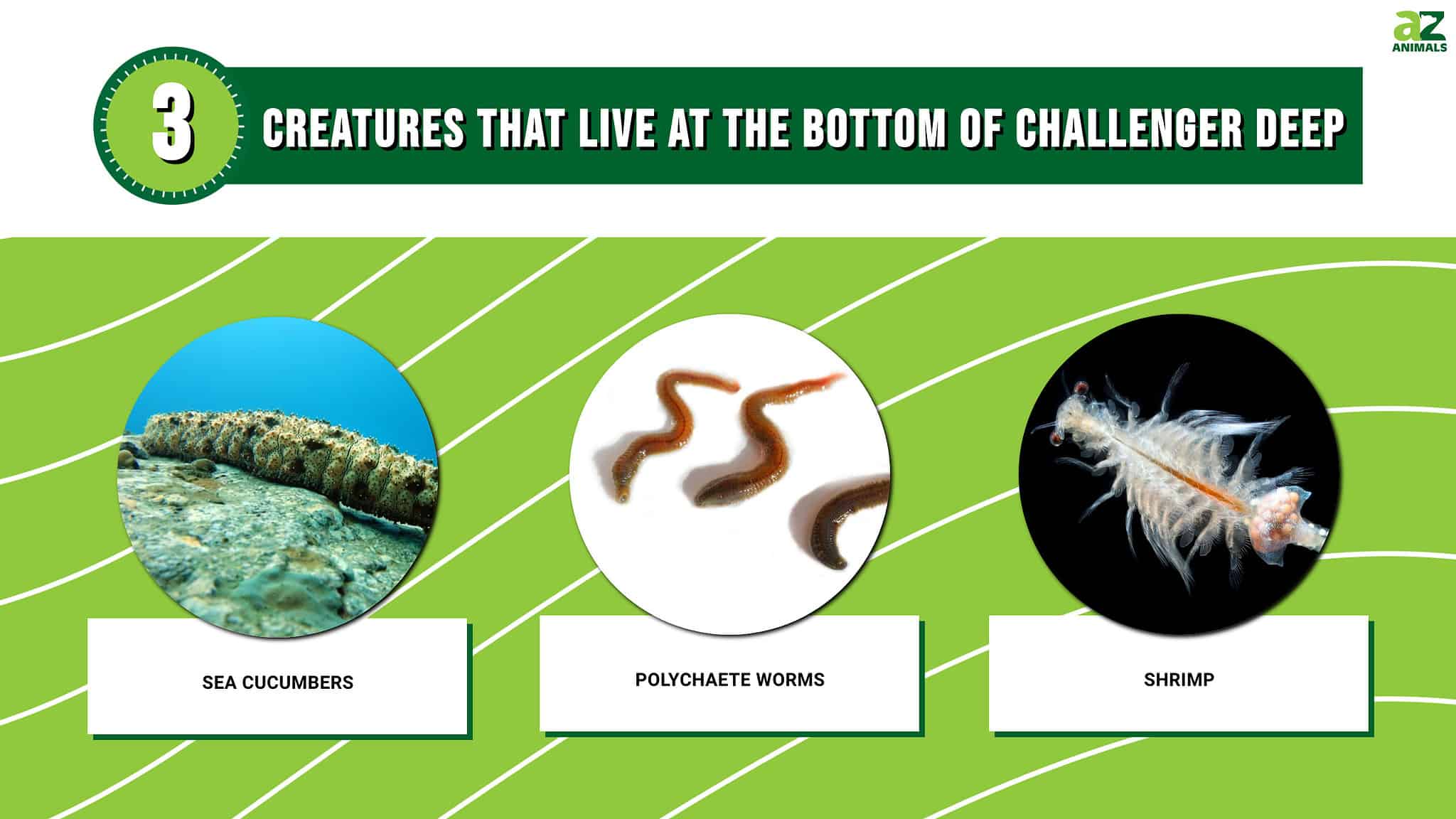 What Lives at the Bottom of Challenger Deep? - A-Z Animals