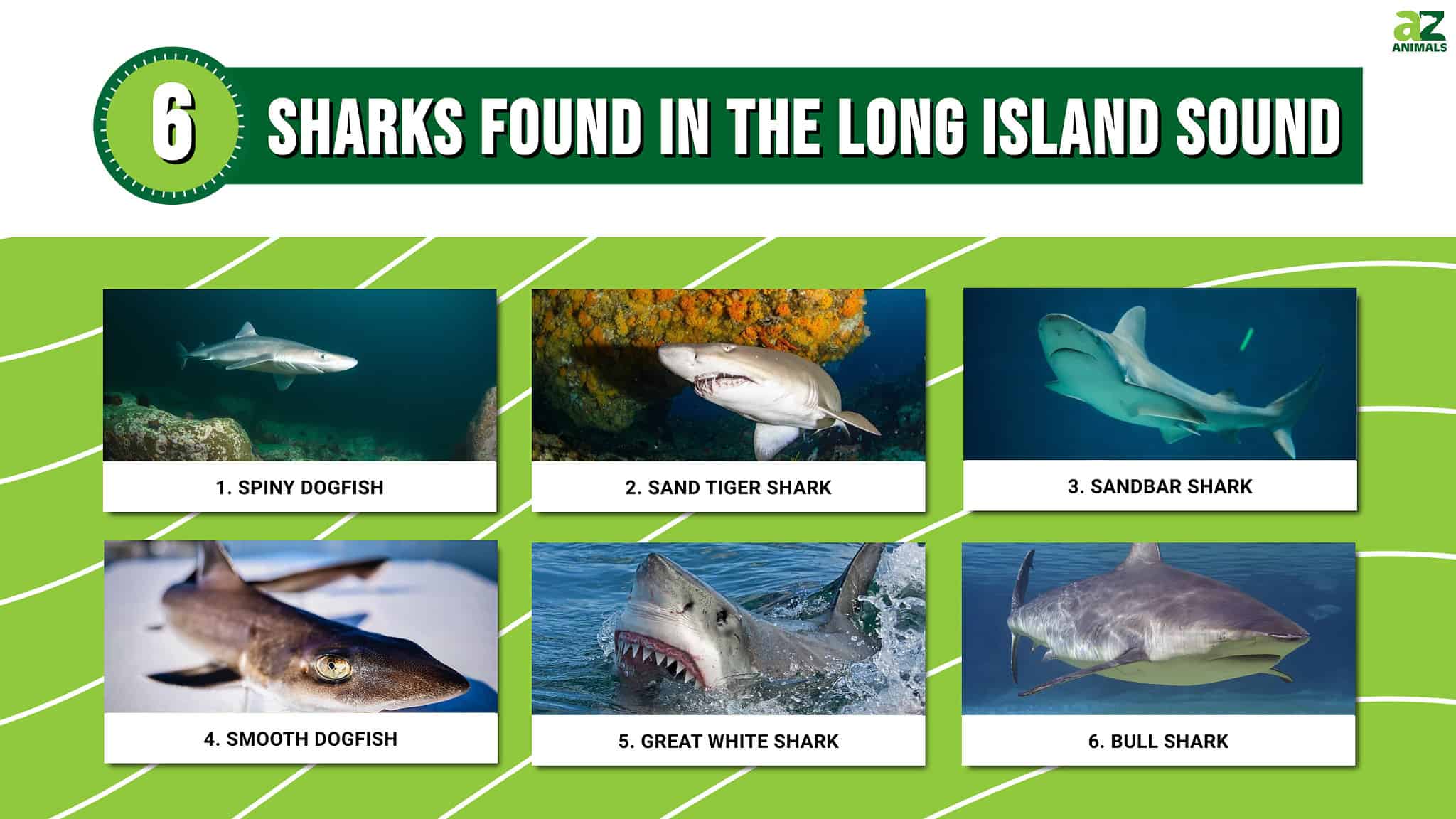 Discover the 6 Sharks Found in the Long Island Sound - A-Z Animals
