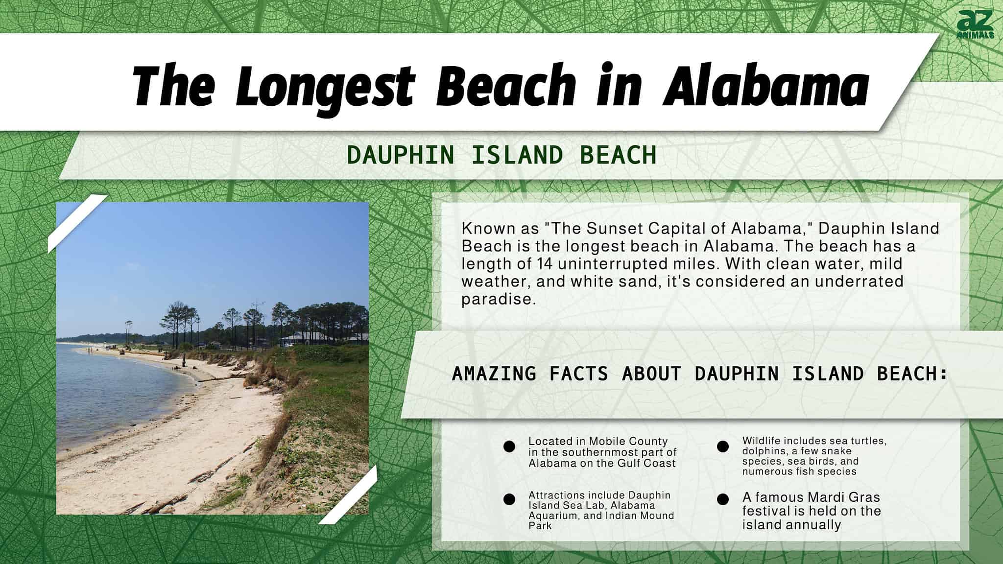 The Longest Beach in Alabama Is 14 Miles of Paradise - A-Z Animals