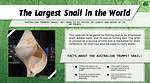 The Largest Snail in the World Is the Size of a Human Child - A-Z Animals