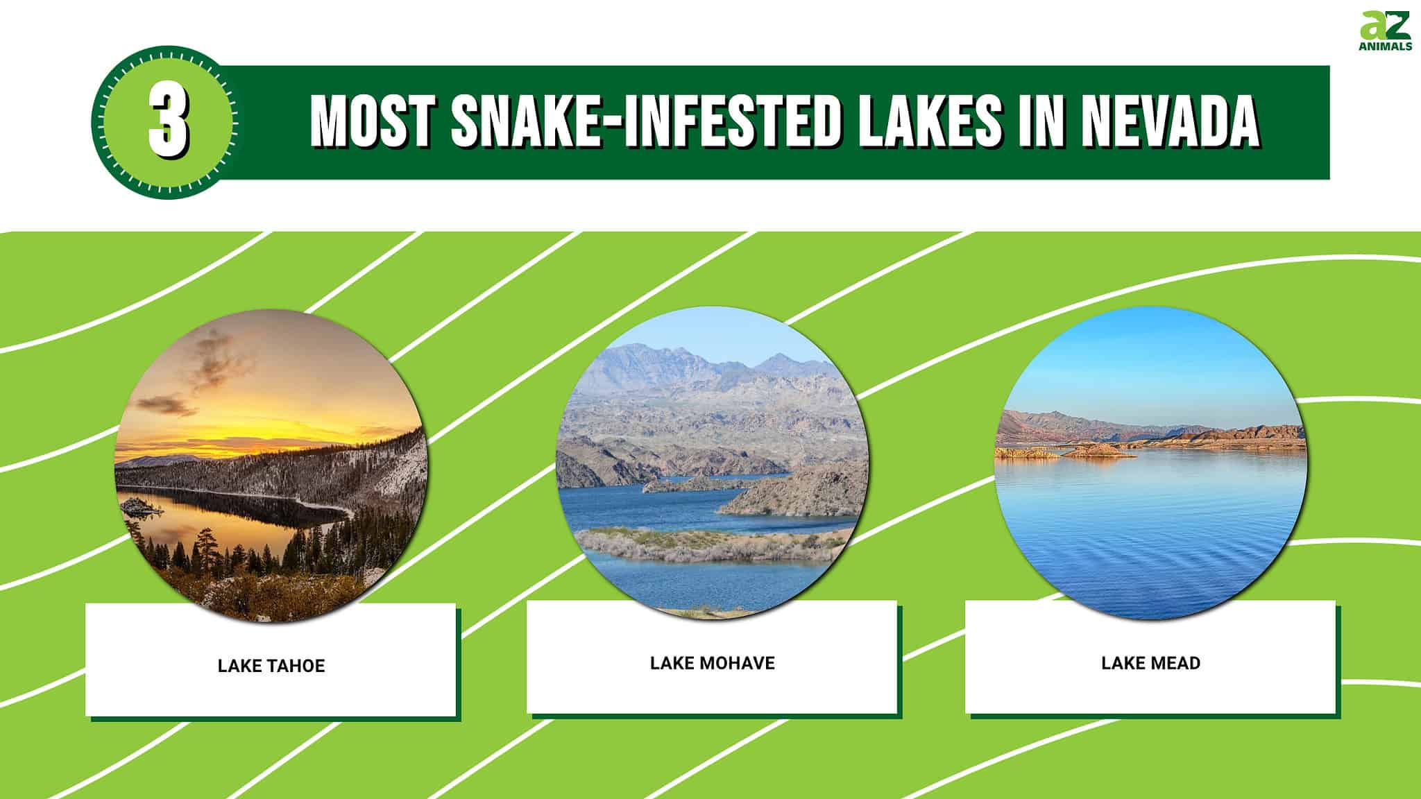 The Most Snake-Infested Lakes in Nevada - A-Z Animals
