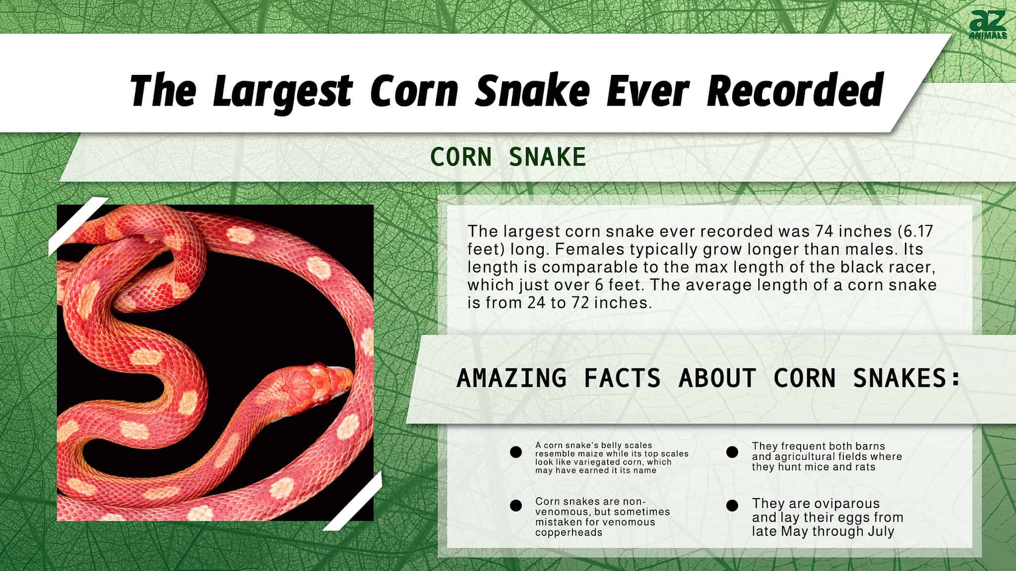 How Often Do Corn Snakes Shed? 5 Facts About Their Skin - A-Z Animals