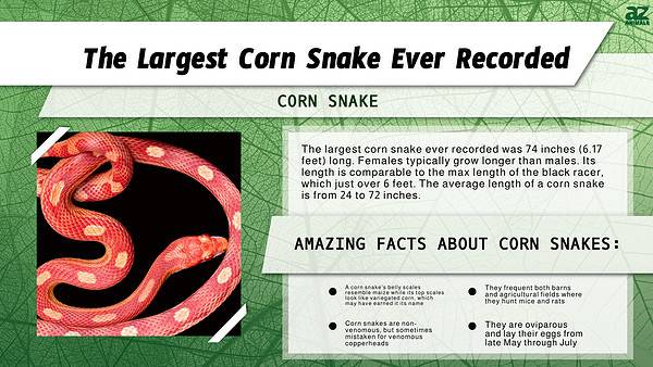 How Often Do Corn Snakes Shed? 5 Facts About Their Skin - A-Z Animals