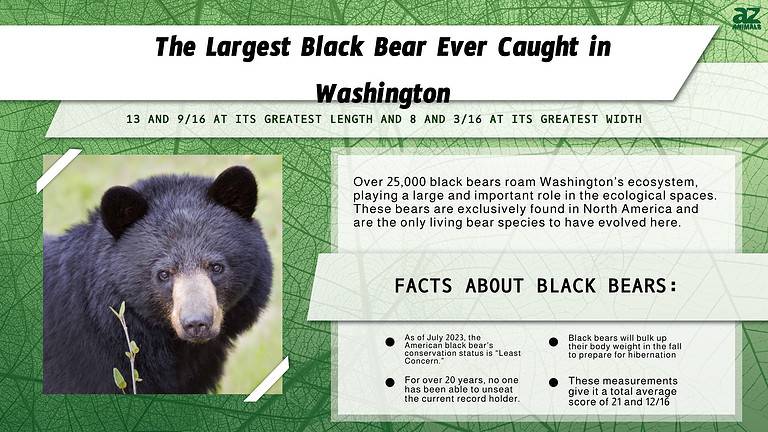 Largest Black Bear Caught in Washington was a Forest Behemoth