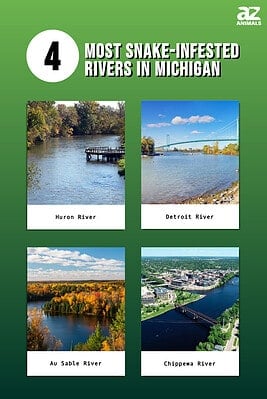 The Most Snake-Infested Rivers in Michigan - A-Z Animals