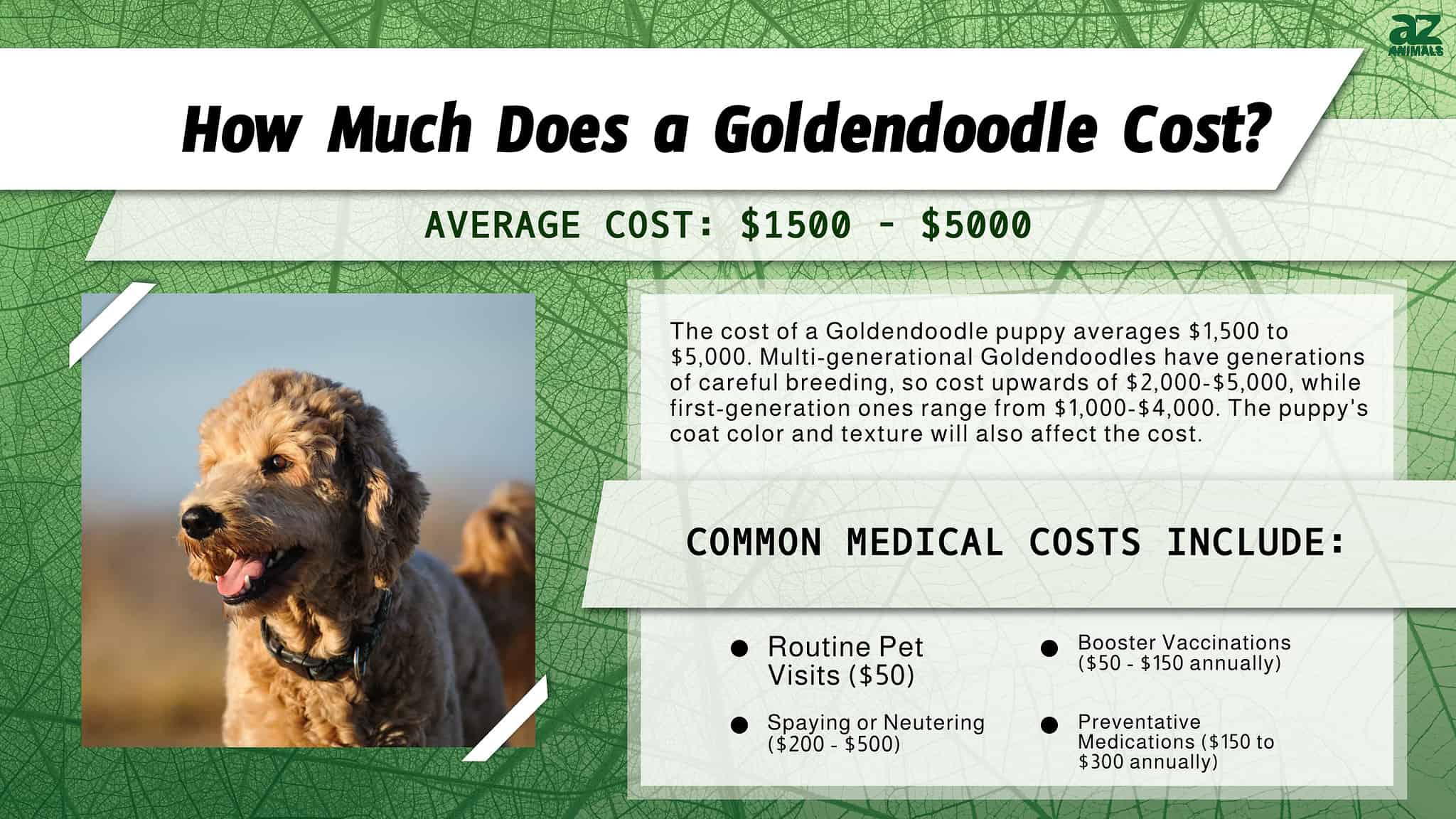 Goldendoodle Prices in 2024: Purchase Cost, Vet Bills, and More! - A-Z ...