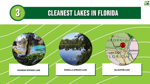 Discover The 3 Cleanest Lakes in Florida - A-Z Animals