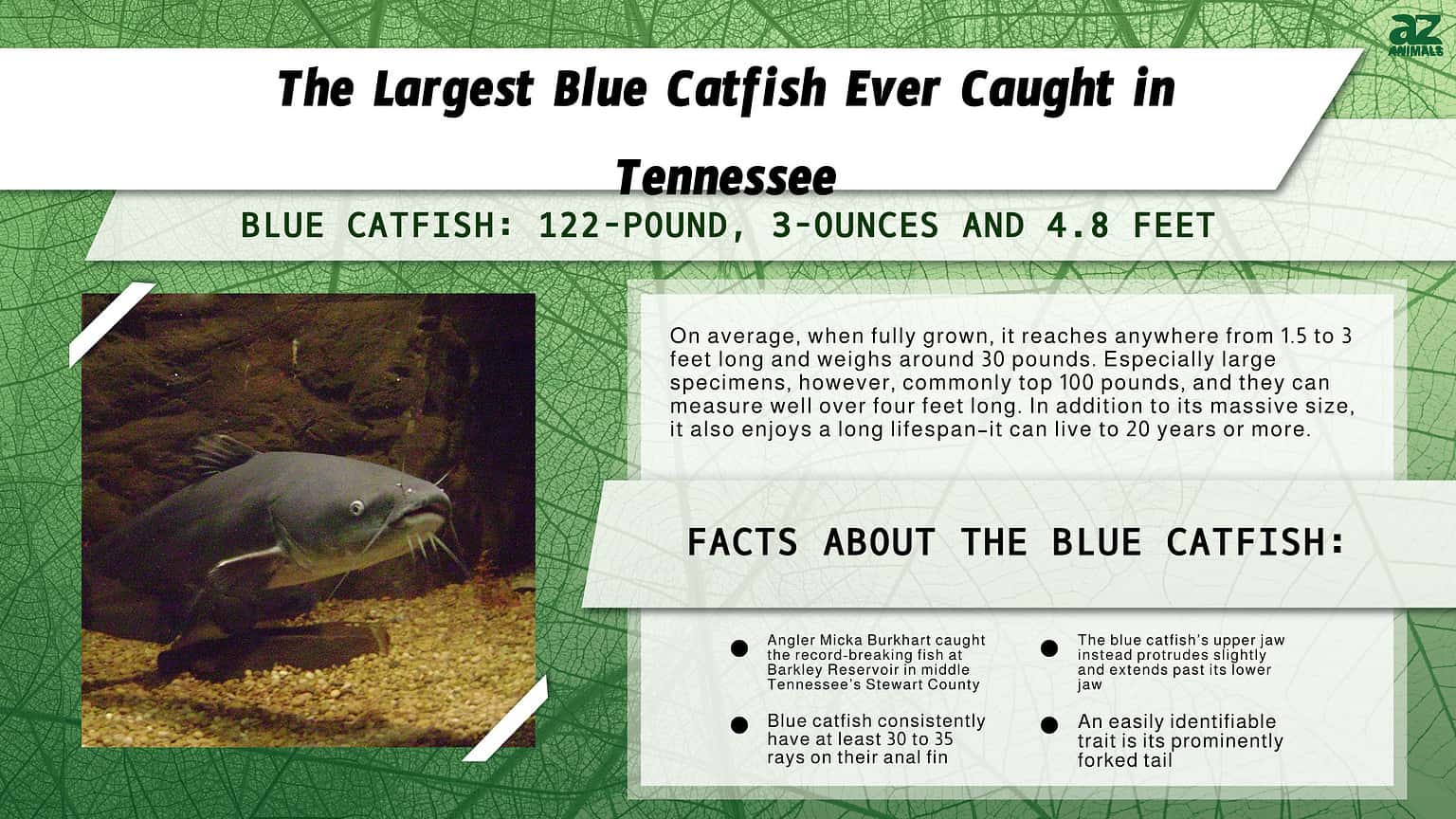 The Largest Blue Catfish Ever Caught in Tennessee Was as Big as a ...