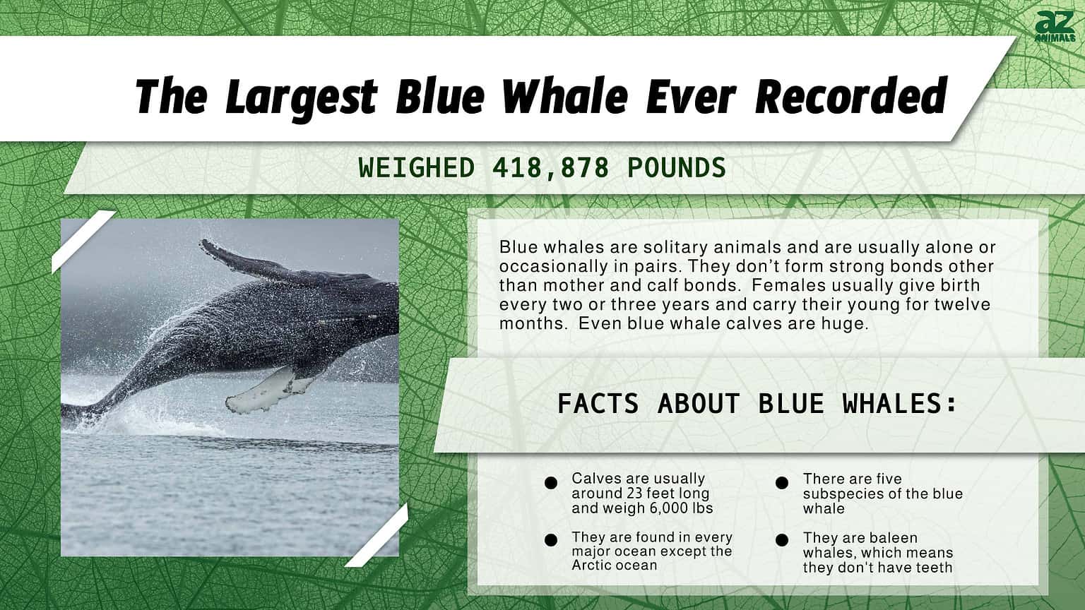 Unveiling the Largest Blue Whale Ever Recorded: A Record-Breaking Giant ...