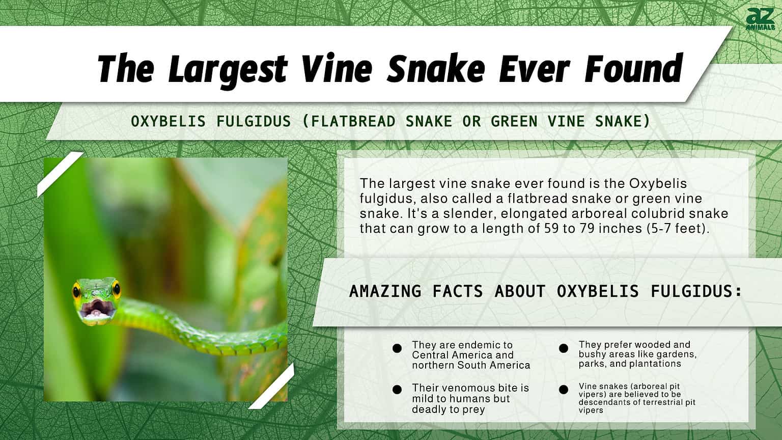 Discover the Largest Vine Snake Ever Found - A-Z Animals