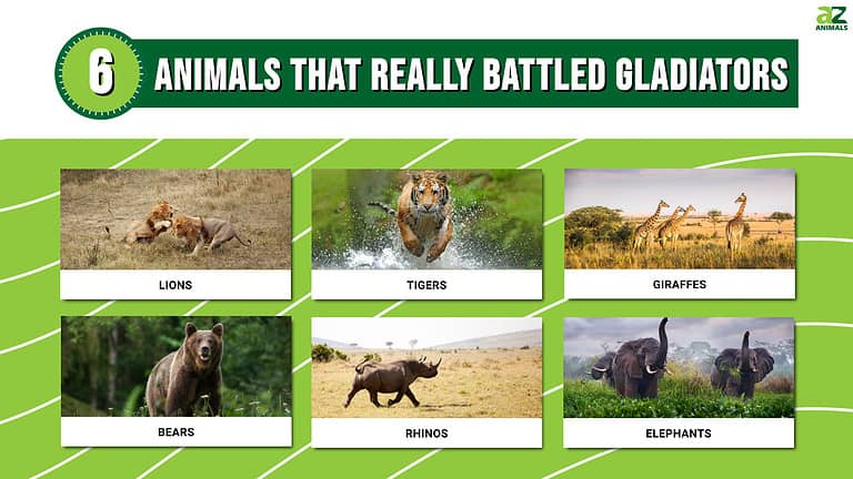 Discover 6 Animals That Really Battled Gladiators - A-Z Animals