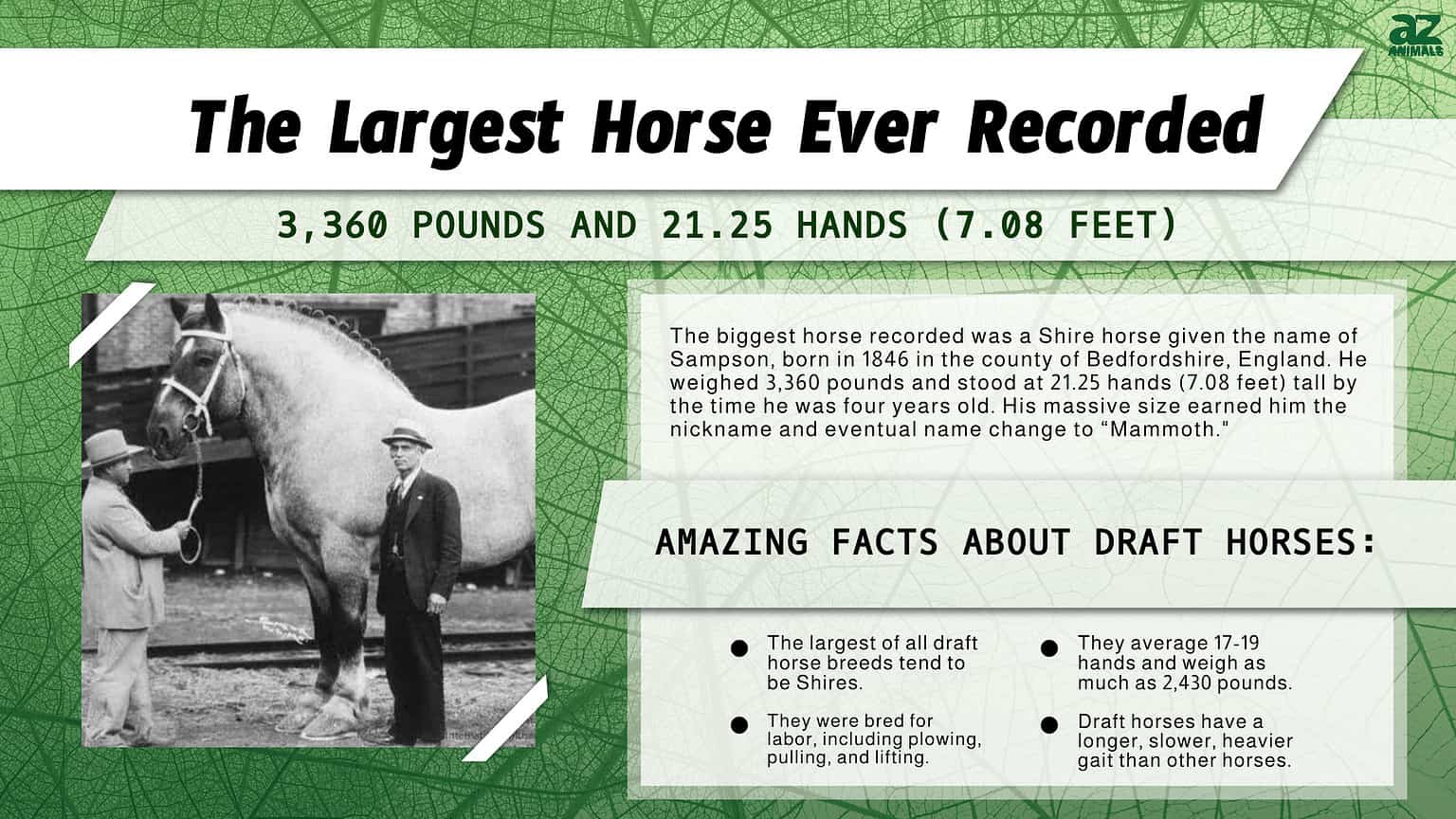 The Largest Horse In the World - 3 Reasons It Grew So Large
