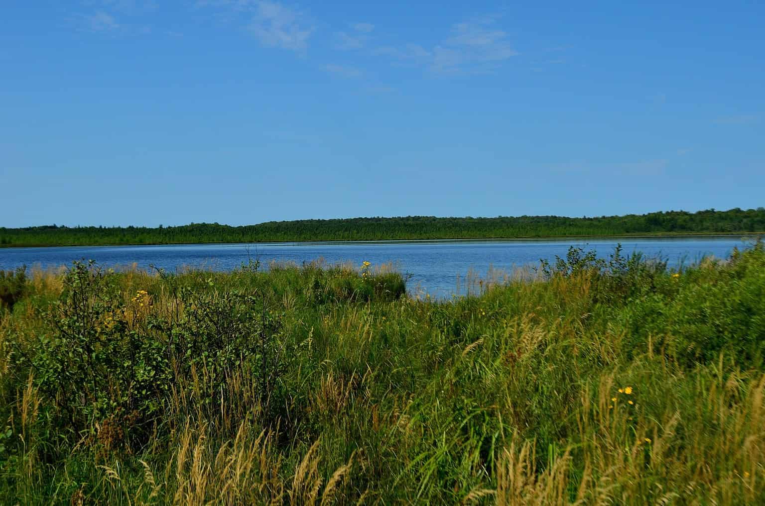 The Top 8 Most Valuable Crops Harvested in Mississippi - A-Z Animals