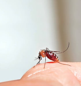 4 Colors Known to Repel Mosquitoes and Pesky Bugs - A-Z Animals