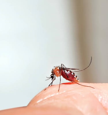 4 Colors Known to Repel Mosquitoes and Pesky Bugs - A-Z Animals