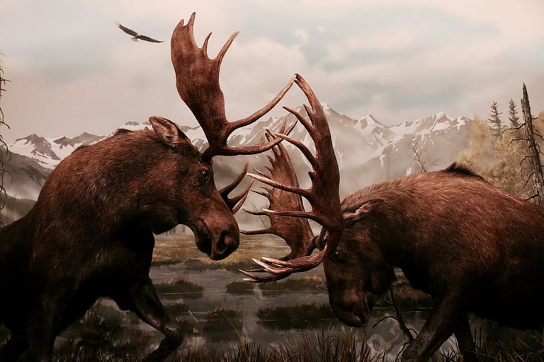 Discover the Range of Moose in North America - A-Z Animals