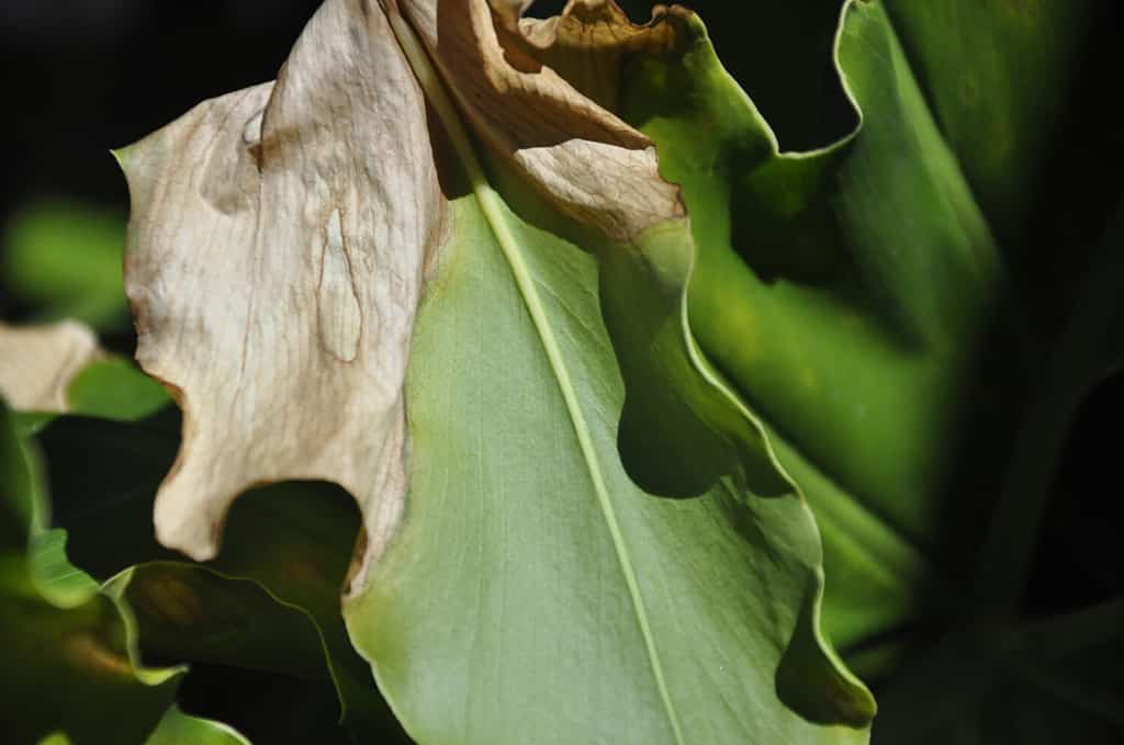 Sugar Maple Sick? 7 Signs Something's Off With Your Sugar Maple