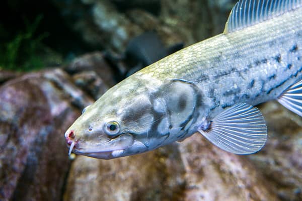 From Habitat to Anatomy: A Deep Dive into Bowfins and Snakeheads - A-Z ...