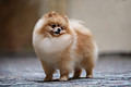 The 15 Most Popular Dog Breeds with Short Legs - A-Z Animals