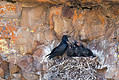 Are Ravens Smart? Everything We Know About Their Intelligence - A-Z Animals