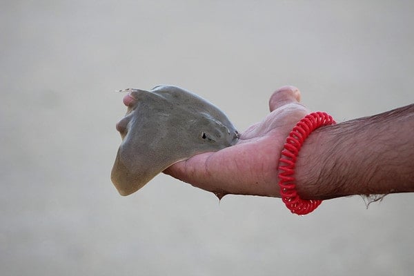 How Do Stingrays Give Birth? - A-Z Animals
