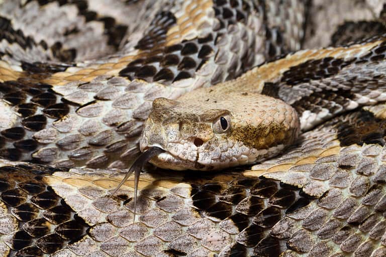 This Rattlesnake Was Over 6 Feet Long - A-Z Animals Slideshows