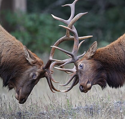 Discover When and Why Elk Shed Their Antlers - A-Z Animals
