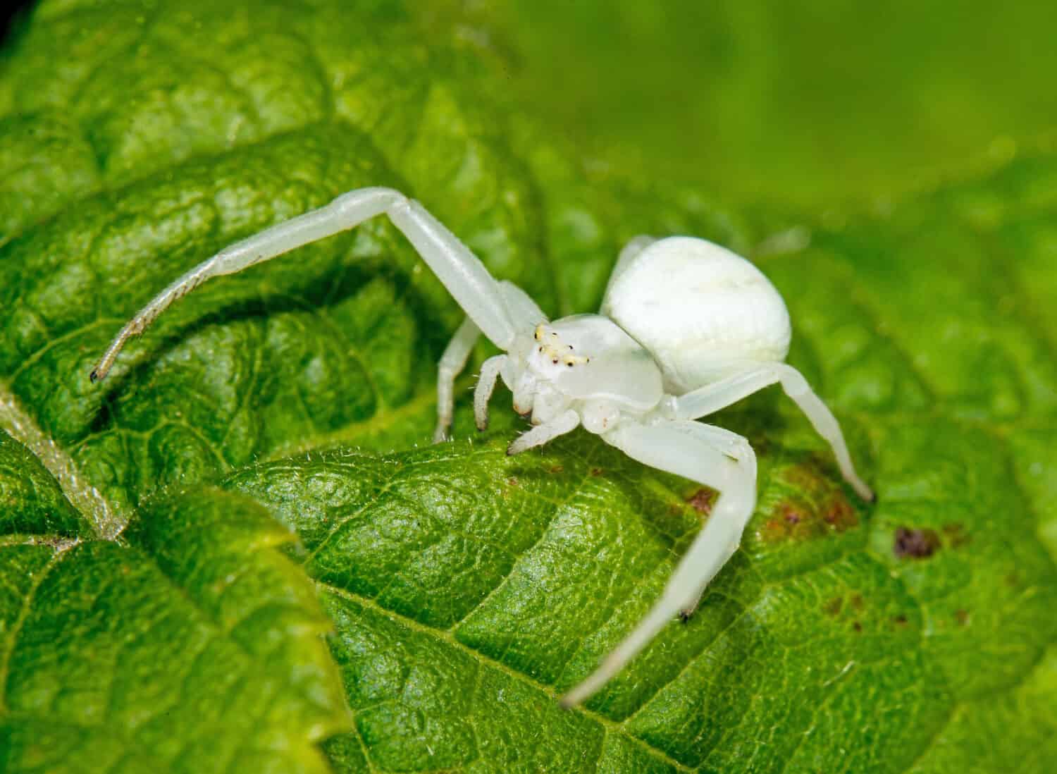 32 Spiders That Look Like Scorpions But Are Nothing Like Them - A-Z Animals