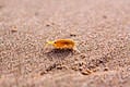 Sand Fleas: What They Look Like and How to Identify Them - A-Z Animals