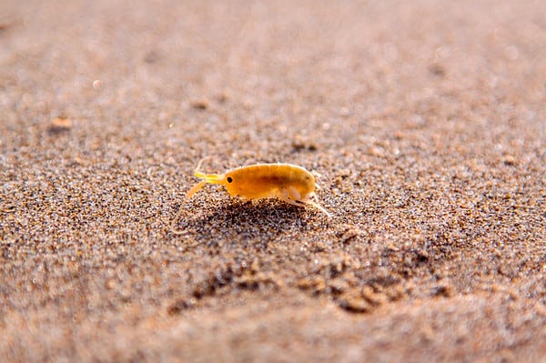 Sand Fleas: What They Look Like and How to Identify Them - A-Z Animals