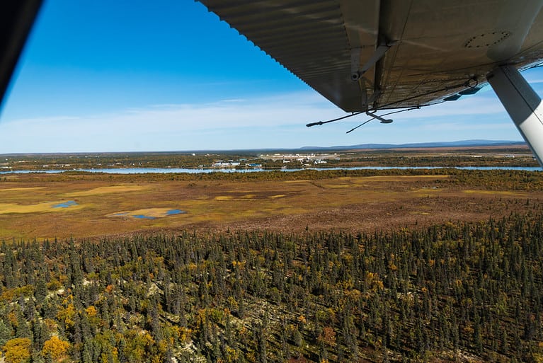 Tundra Food Chain and Web: Examples and Who's on Top - A-Z Animals