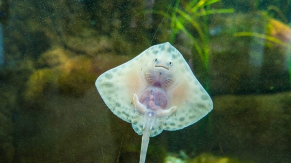 How Do Stingrays Give Birth? - A-Z Animals