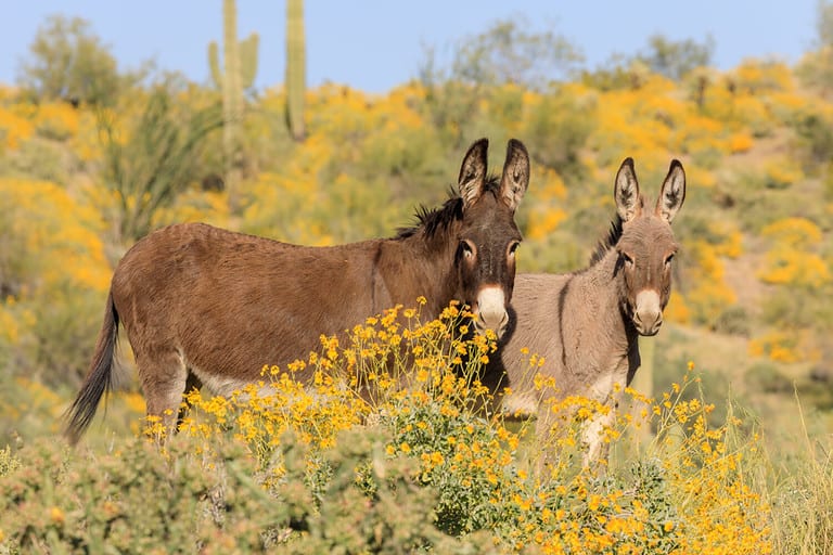 The 9 Largest Animals That Live in Deserts - A-Z Animals