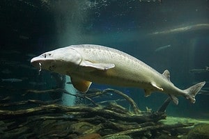 Discover the Largest Fish Caught In Every State - A-Z Animals