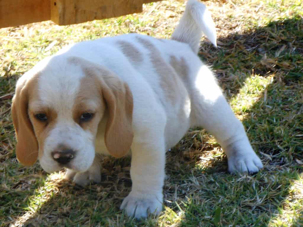 The Best Types of House Dog Breeds - A-Z Animals