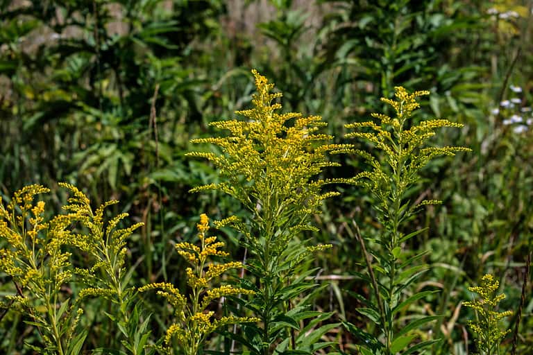 The Best Flowers to Plant in Kentucky: 20 Flowers for a Gorgeous Bloom ...