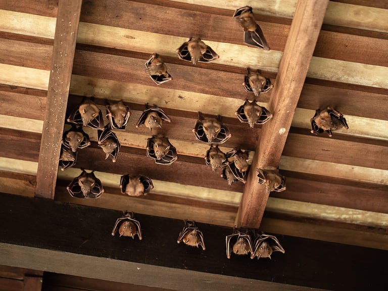 Wombat Gates: Rather Than Trying to Keep Them Out, Farmers are Now ...