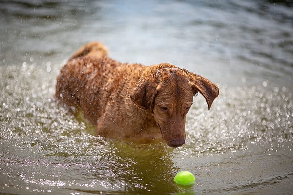 Chesapeake Bay Retriever Colors: Rarest to Most Common - A-Z Animals