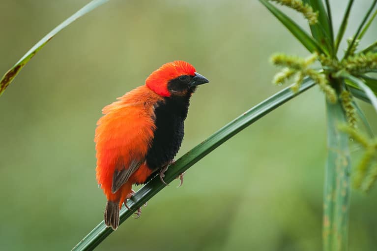 Discover 24 Amazing Birds That Start With Z - A-Z Animals