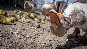 Do Geese Mate for Life? 5 Amazing Facts About These Loyal Birds - A-Z ...