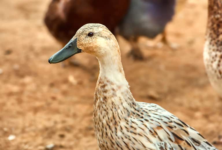 The 18 Best Duck Breeds That Make for Good Pets - A-Z Animals