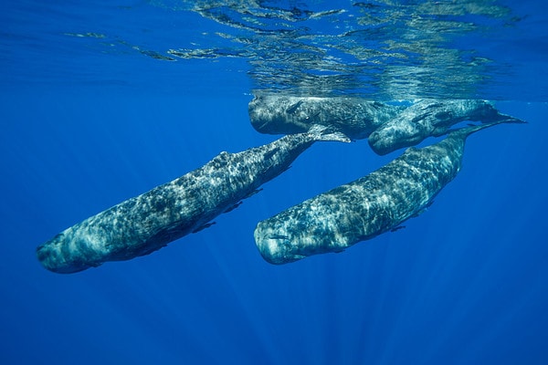How Smart Are Whales? Everything We Know About Their Intelligence - A-Z ...
