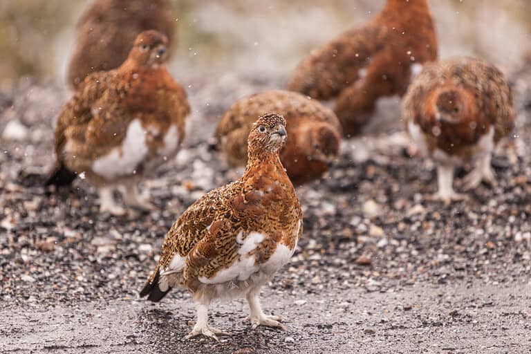 Discover the Willow Ptarmigan - the Official State Bird of Alaska - A-Z ...