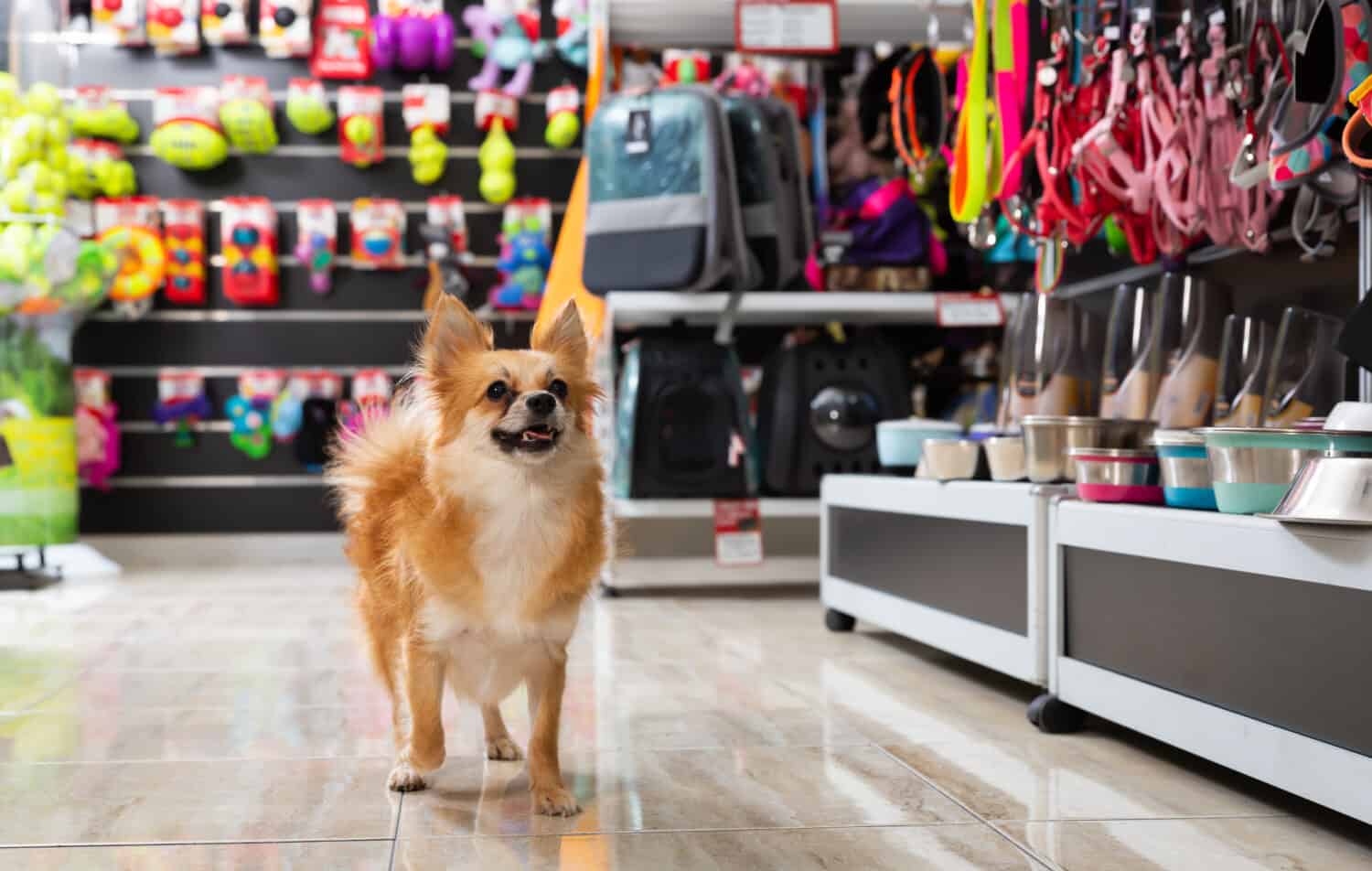 46 Popular, Dog-Friendly Stores That Allow Pups to Shop With You